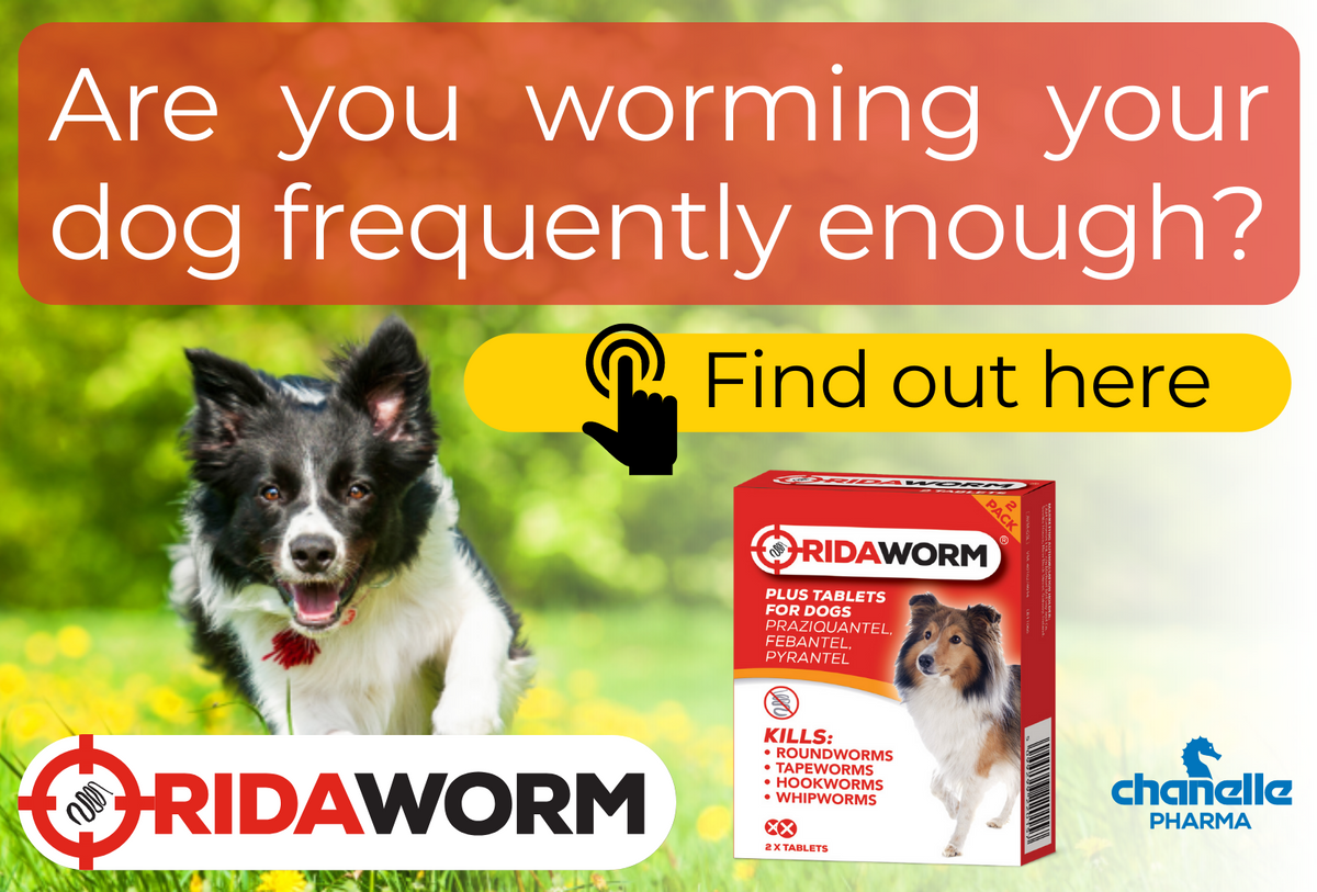 Dog worms-all you need to know about treating them with Ridaworm!
