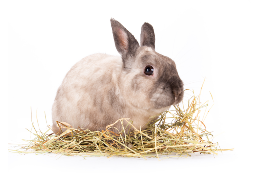 The Crucial Role of Hay in Your Rabbit's Diet | Direct4Pet