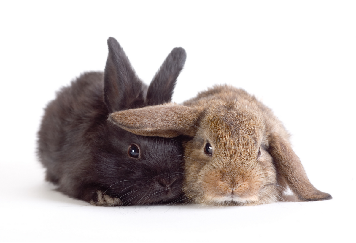 Bunny Bonding: How to introduce your rabbits | Direct4Pet