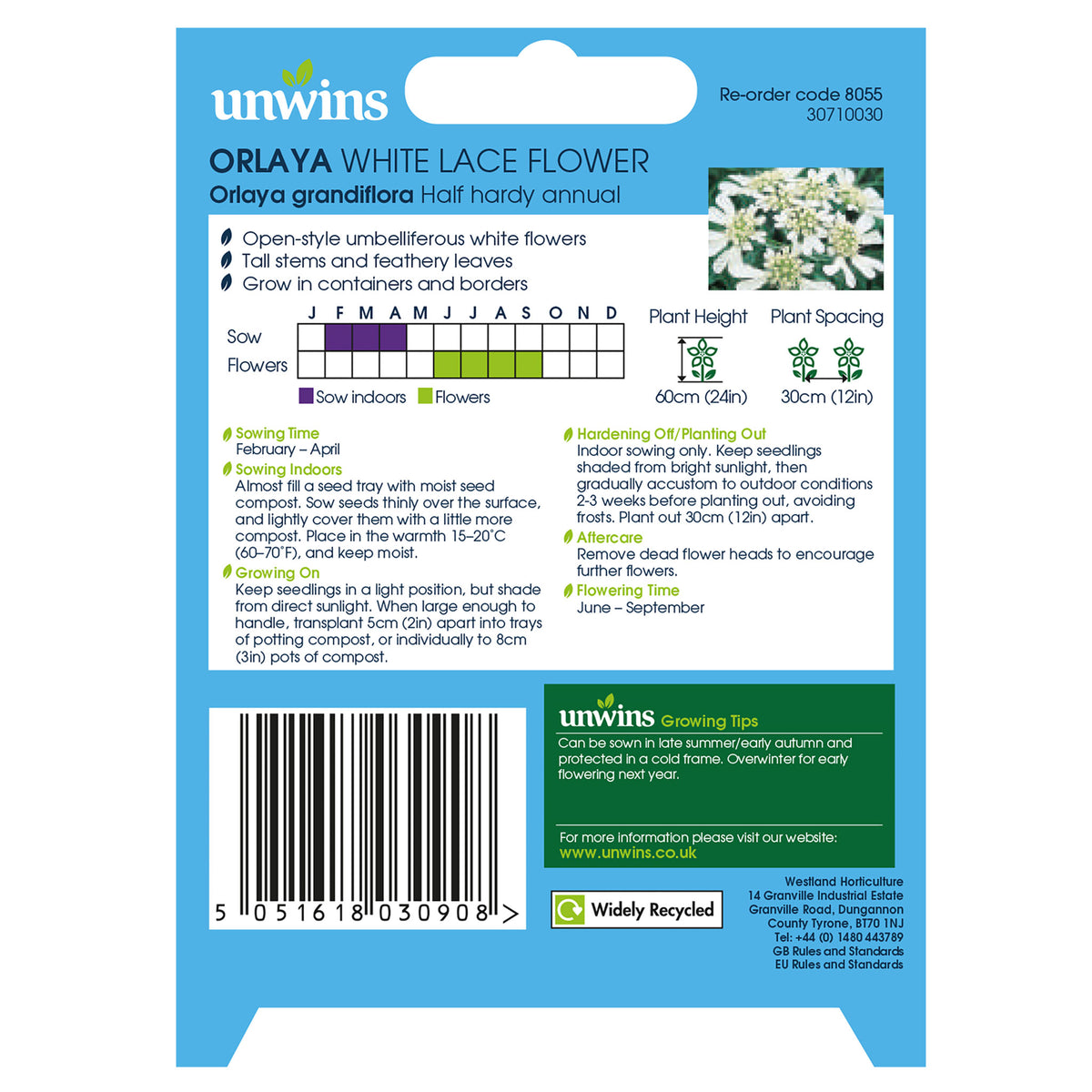 Orlaya White Lace Flower | Direct4Pet