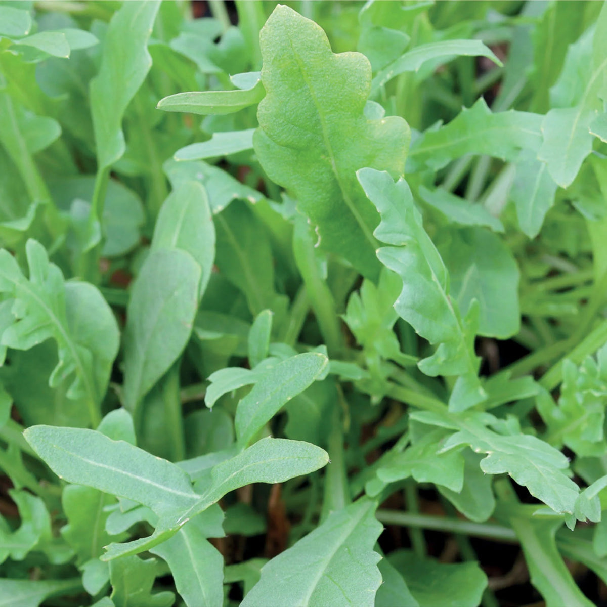 Rocket Napoli (Wild) | Direct4Pet